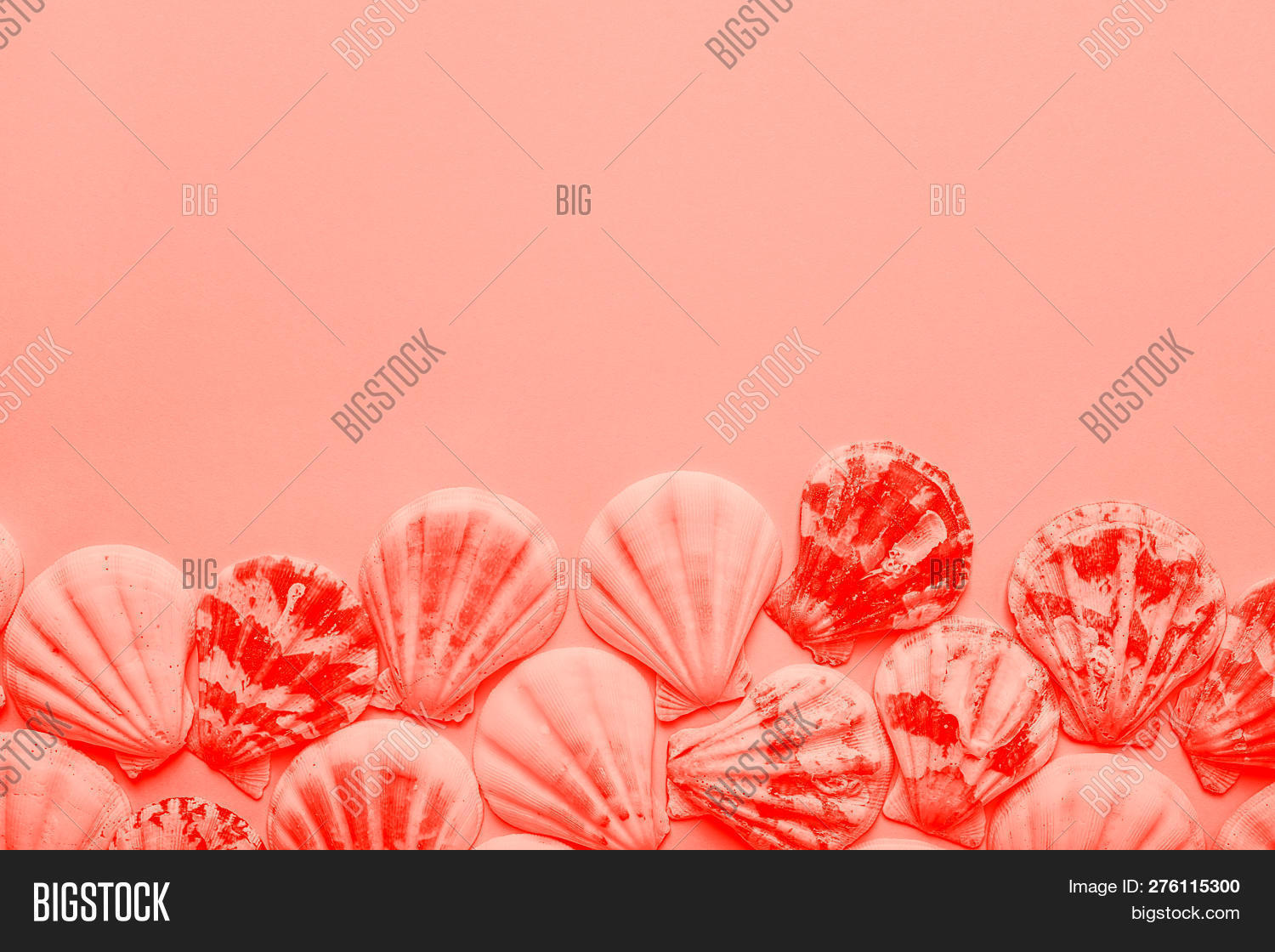 Flat Round Sea Shells Image & Photo (Free Trial) | Bigstock