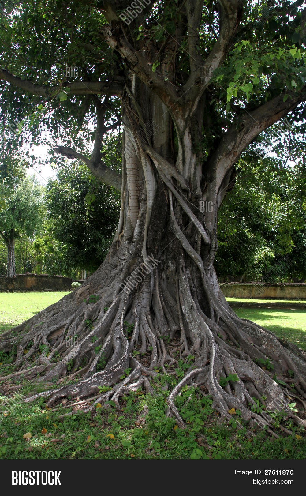 Big Tree Image & Photo (Free Trial) | Bigstock