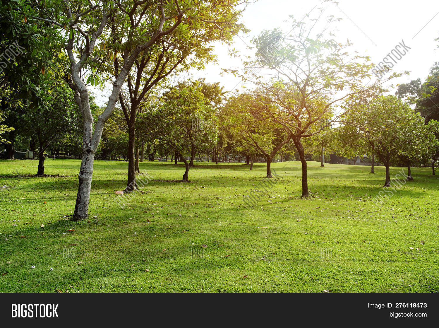Green Grass Field Big Image And Photo Free Trial Bigstock
