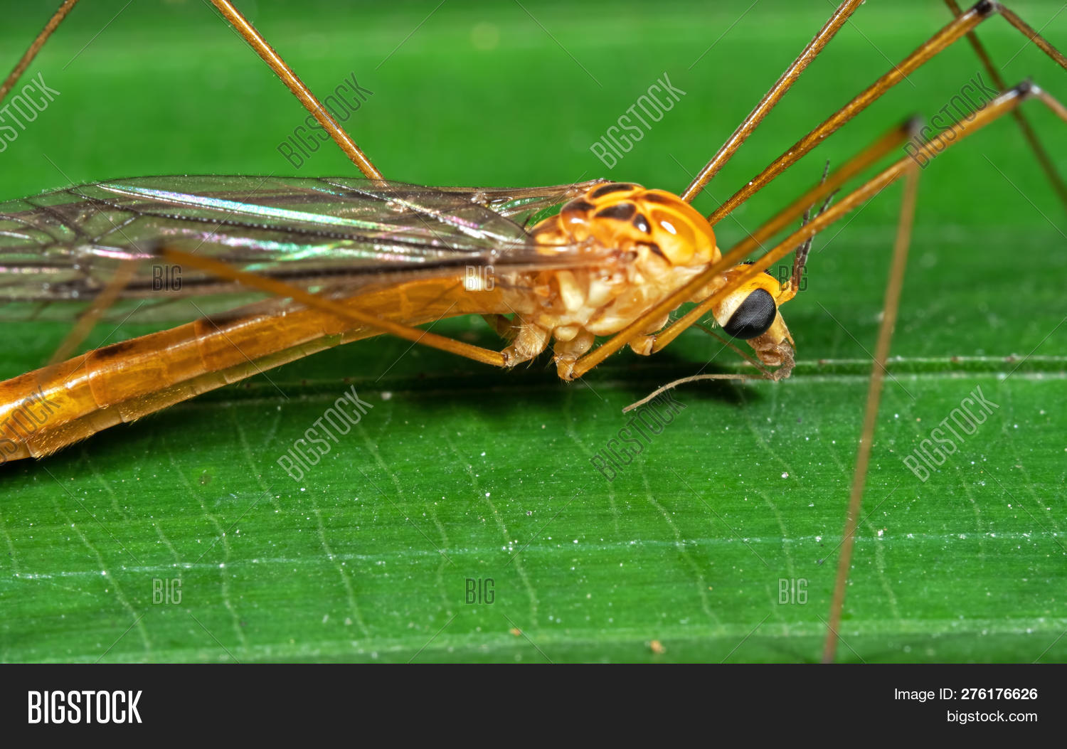 Macro Photography Image & Photo (Free Trial) | Bigstock