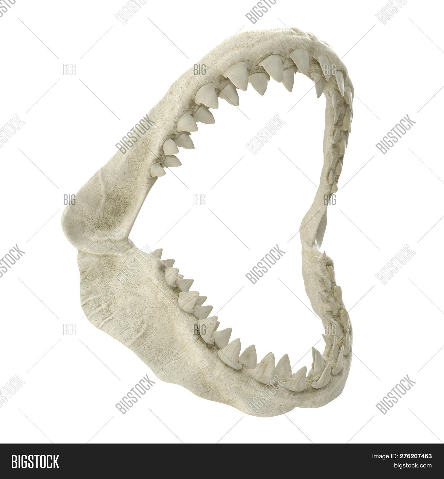 Great White Shark Jaw Skeleton