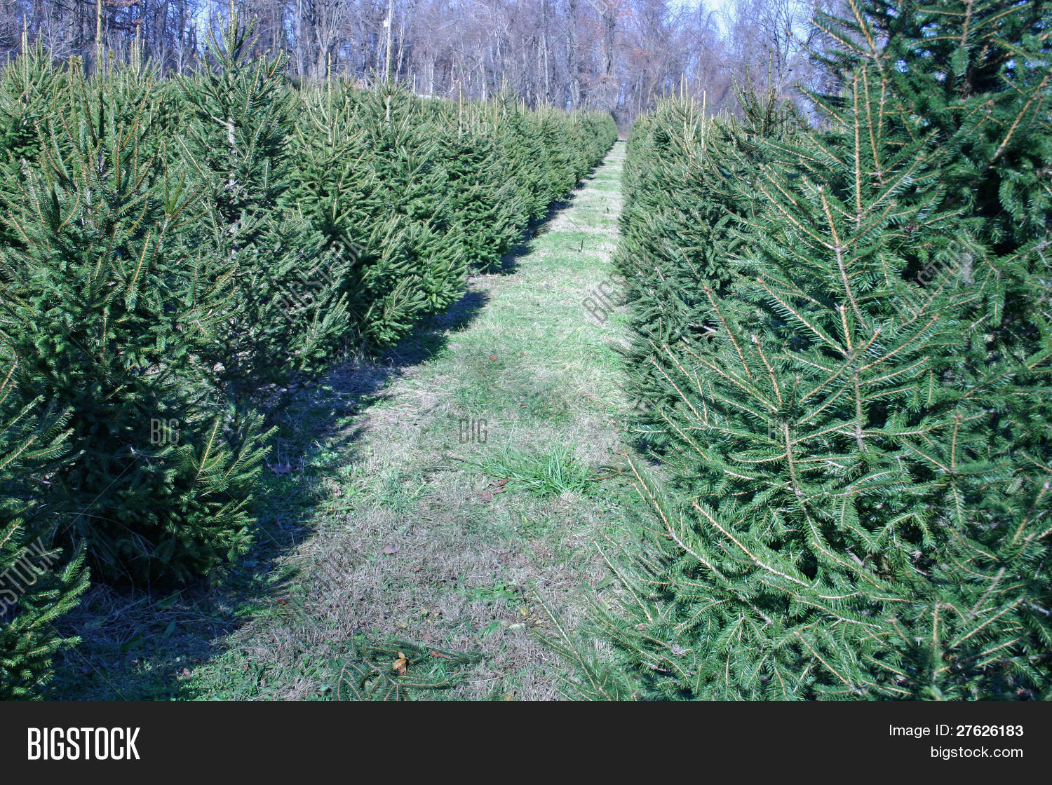 Christmas Tree Farm Image & Photo (Free Trial) | Bigstock