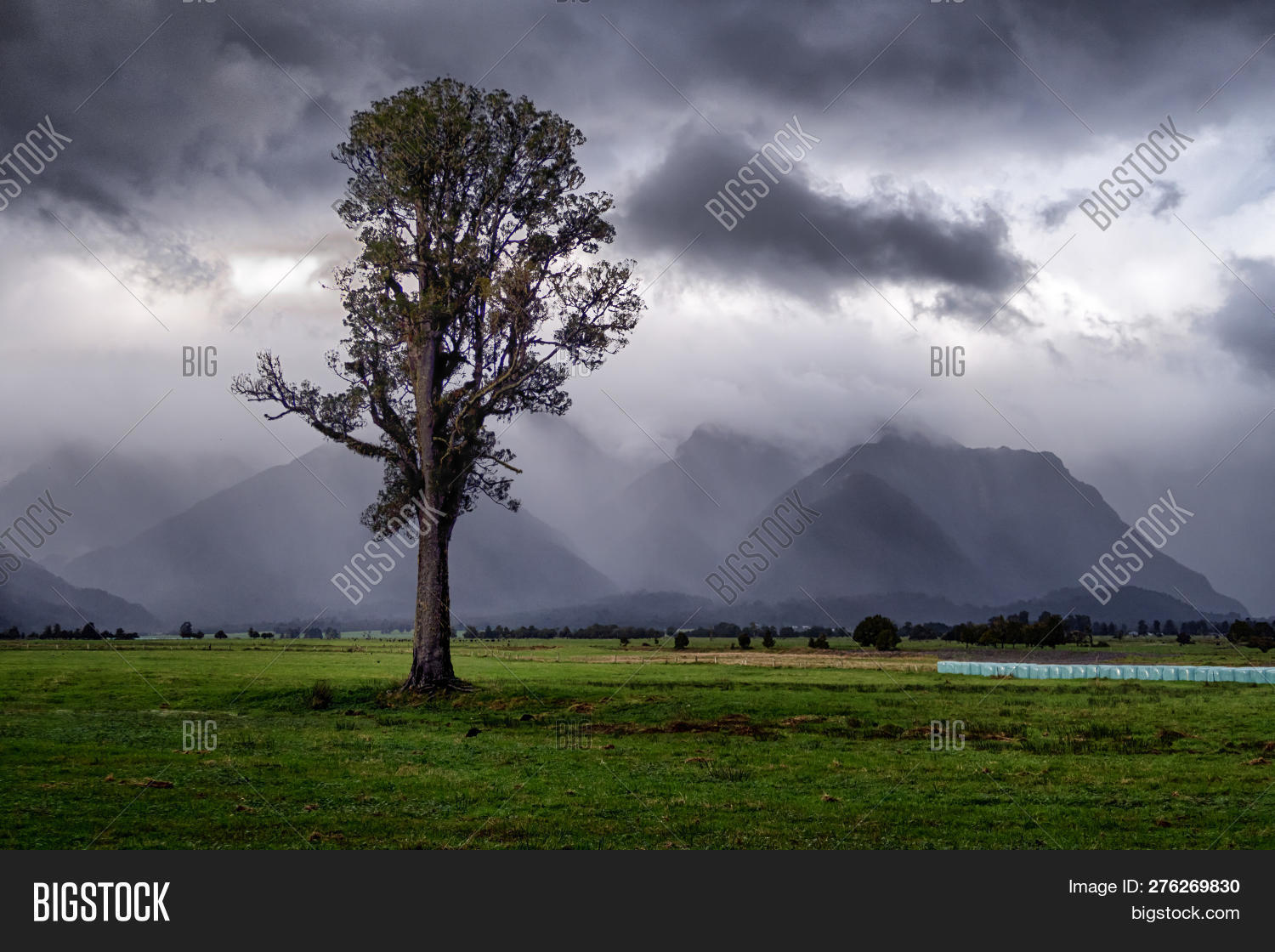 Single Tree In A Field During A Storm