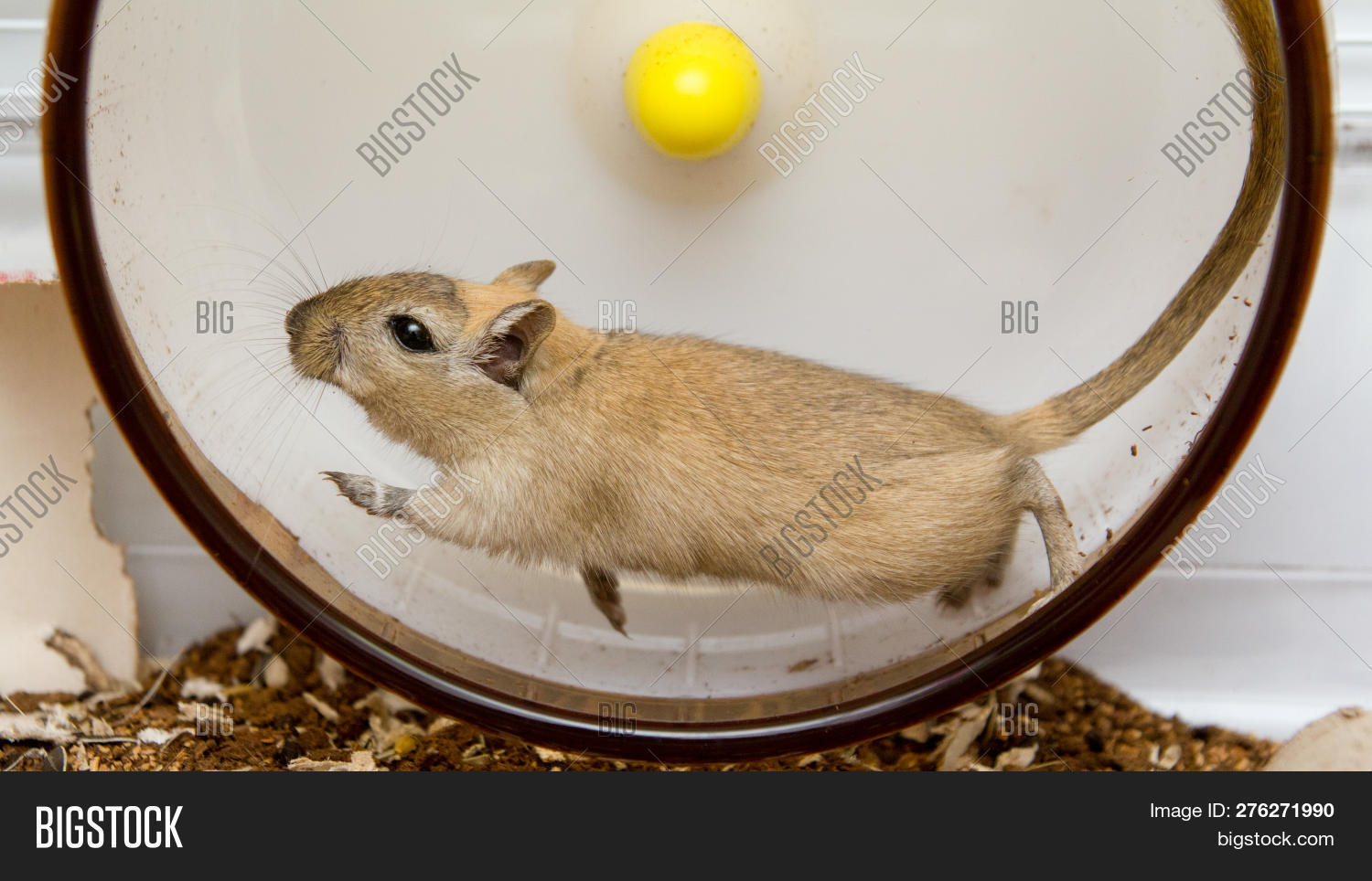 Gerbils Cutest Animals Image & Photo (Free Trial) | Bigstock