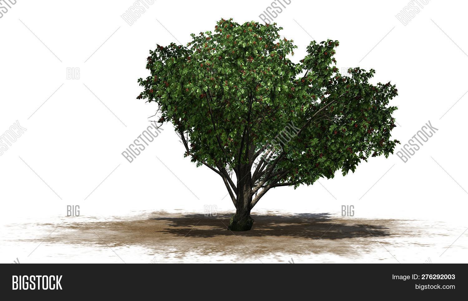 Common Hawthorn On Image & Photo (Free Trial) | Bigstock