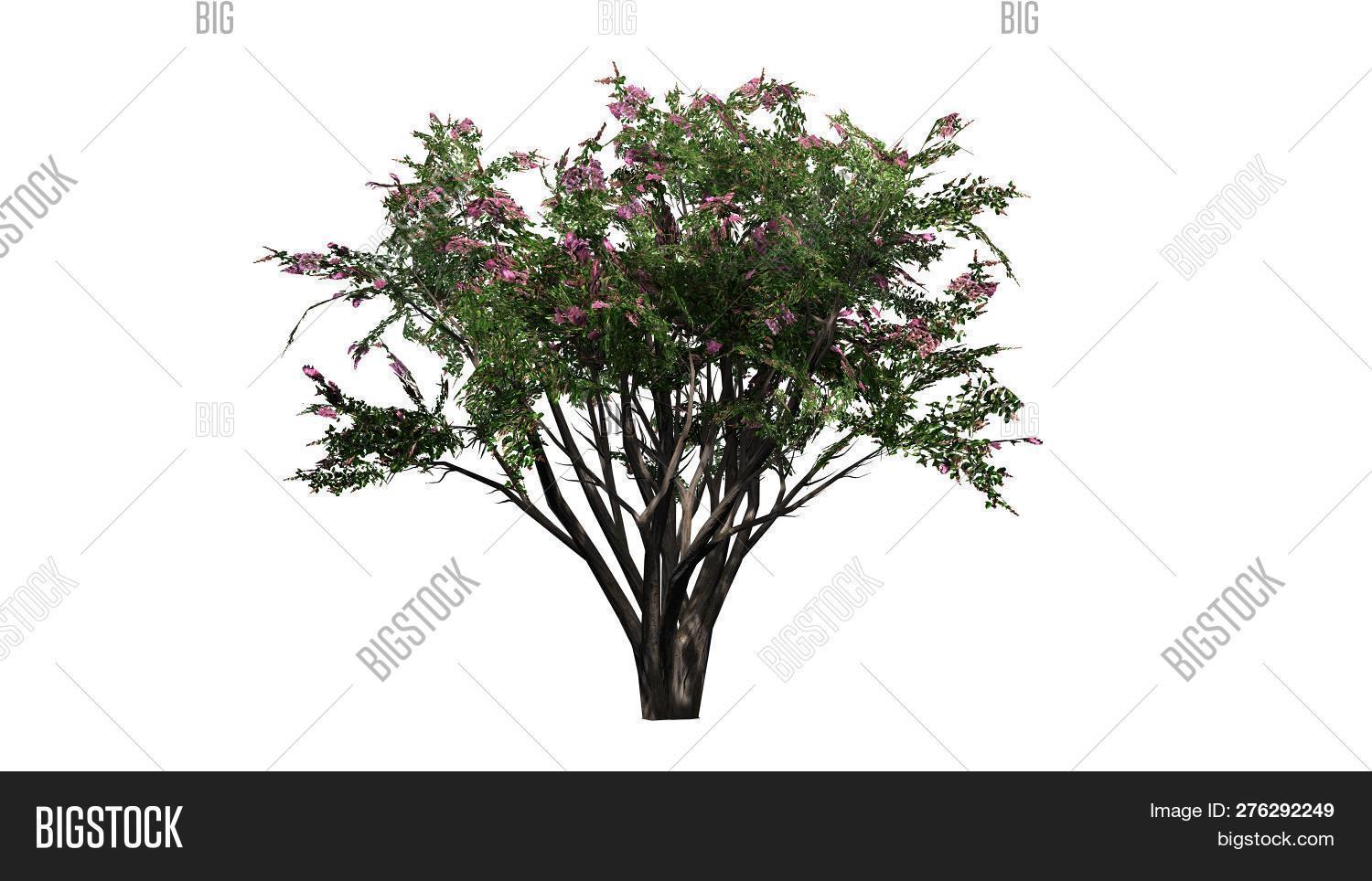 Crape Myrtle Tree - Image & Photo (Free Trial) | Bigstock