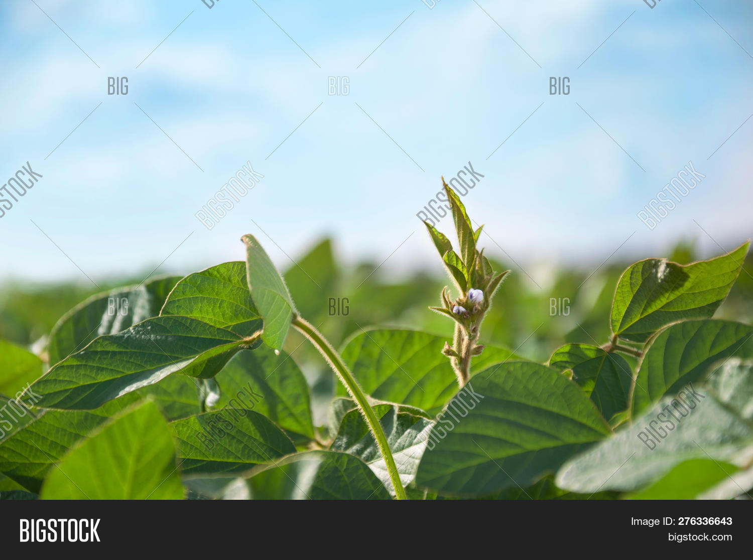 Stem Flowering Soy Image & Photo (Free Trial) | Bigstock