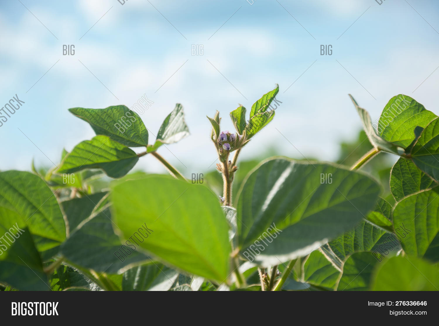 Stem Flowering Soy Image & Photo (Free Trial) | Bigstock