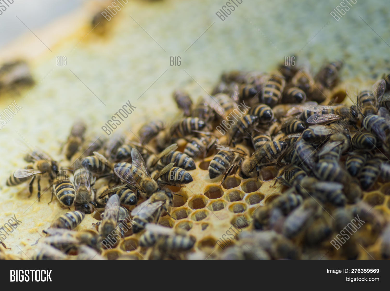 Honeycomb Frame Set By Image & Photo (Free Trial) | Bigstock
