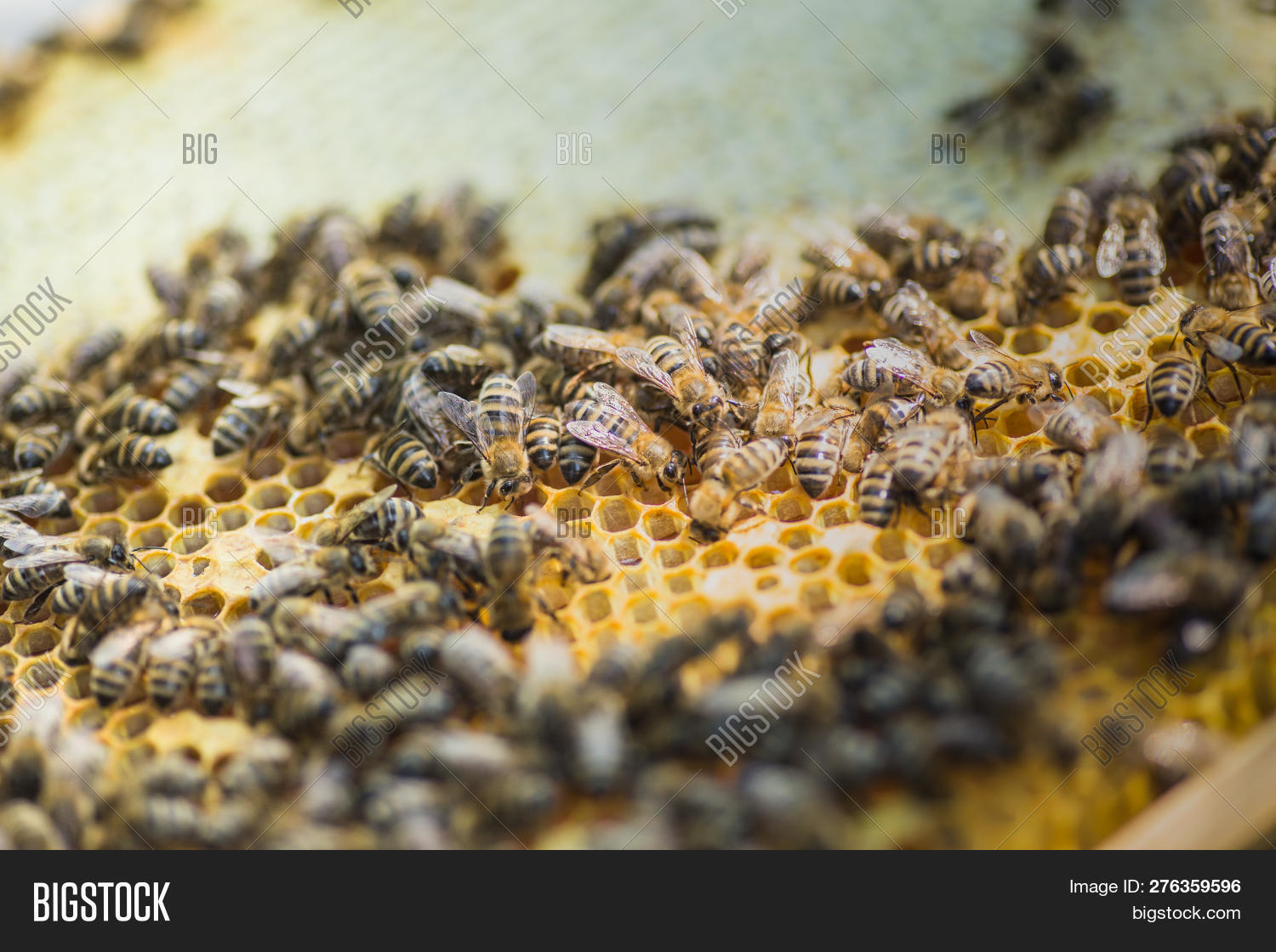 Honeycomb Frame Set By Image & Photo (Free Trial) | Bigstock