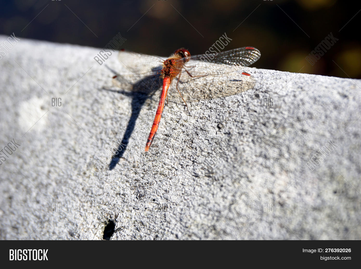 Male Autumn Meadowhawk Image & Photo (Free Trial) | Bigstock