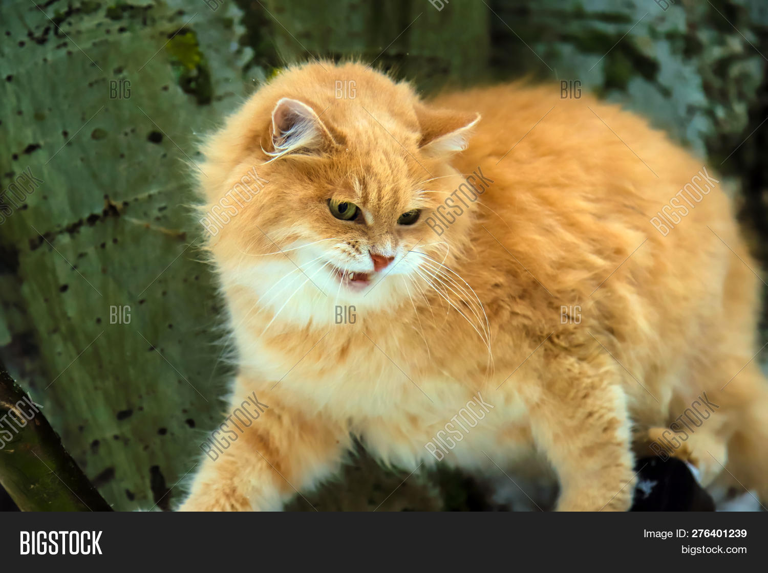 Big Angry Red Cat Open Image & Photo (Free Trial) | Bigstock