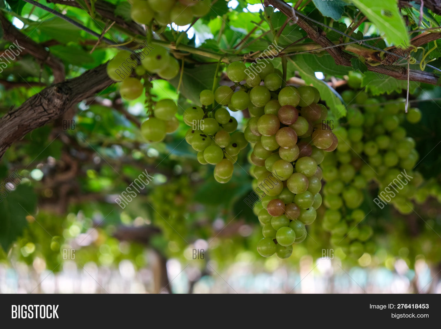 Grapes Tree. Stock Image & Photo (Free Trial) | Bigstock
