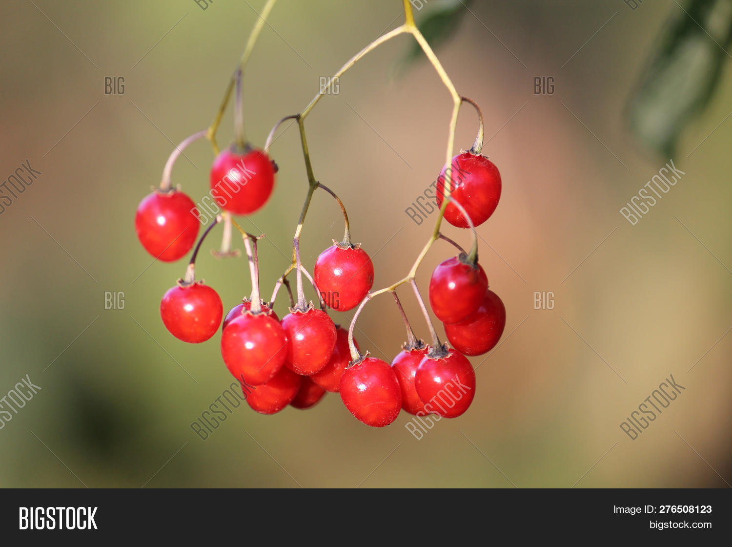 Red Berries Solanum Image & Photo (Free Trial) | Bigstock