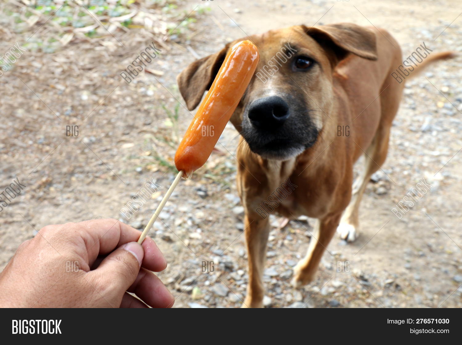 Dog Sausage, Sausage Image & Photo (Free Trial) | Bigstock