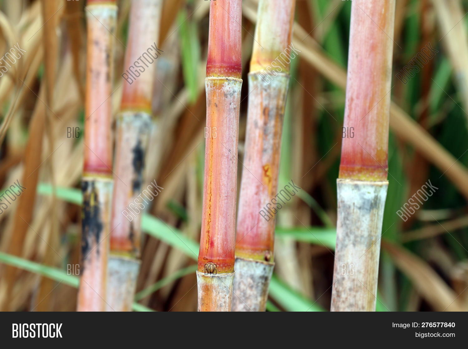 Sugar Cane Fresh, Image & Photo (Free Trial) | Bigstock