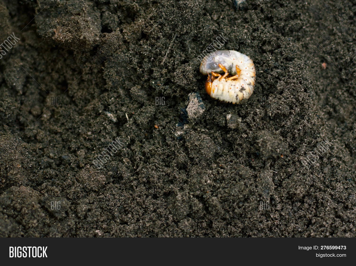 Larva. Vile Disgusting Image & Photo (Free Trial) | Bigstock