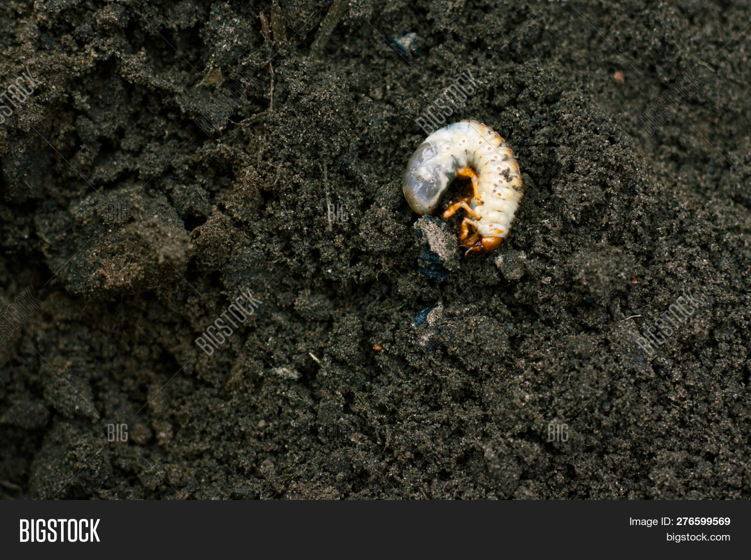 Larva. Vile Disgusting Image & Photo (Free Trial) | Bigstock
