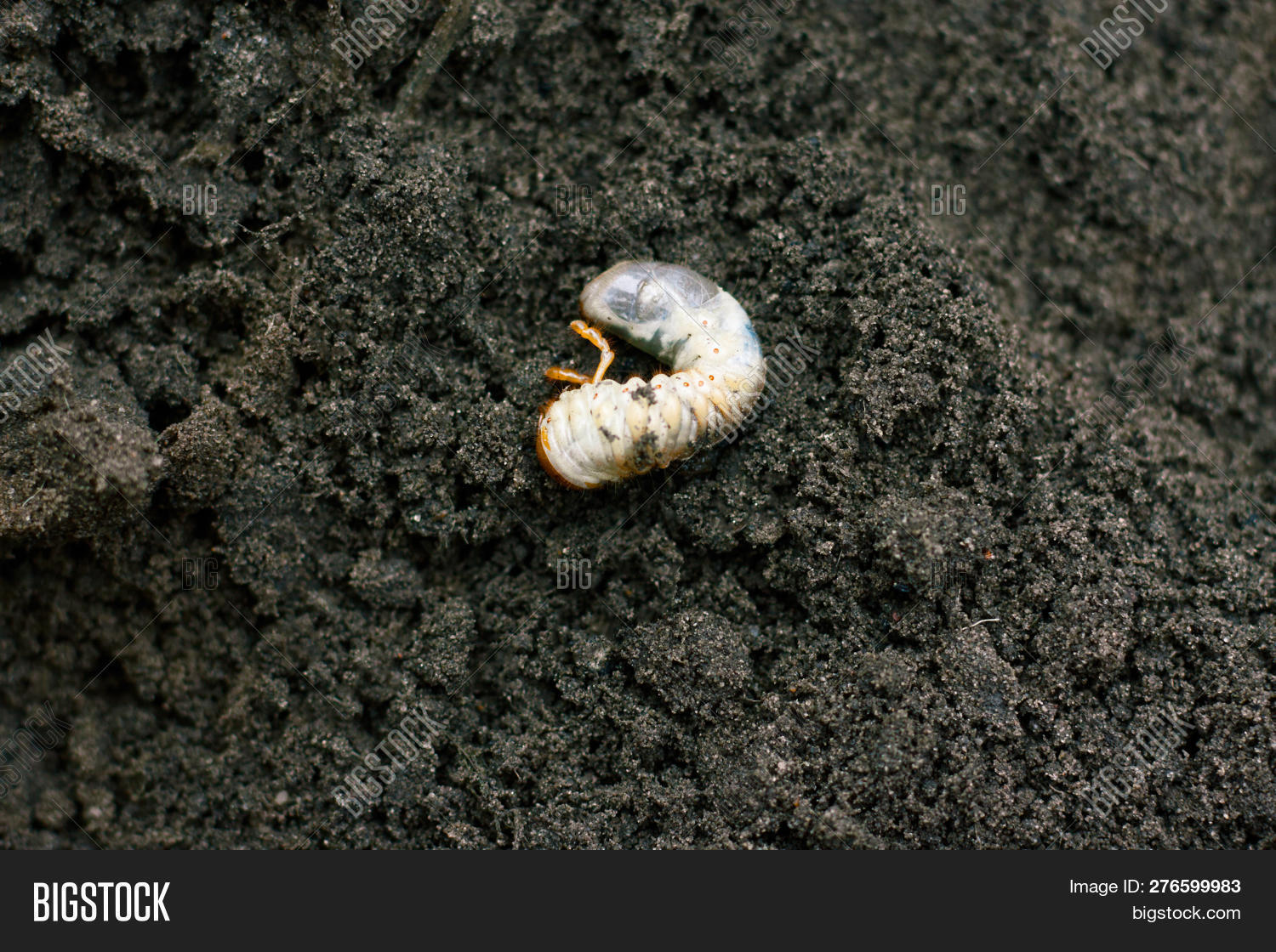 Larva. Vile Disgusting Image & Photo (Free Trial) | Bigstock