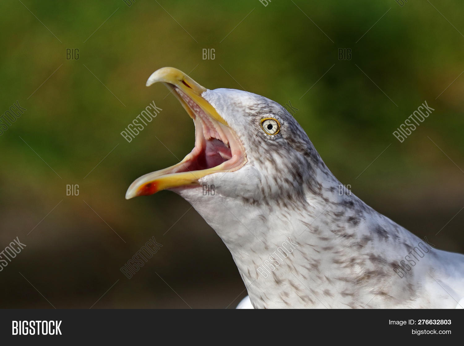 Herring Gull Streaky Image & Photo (Free Trial) | Bigstock