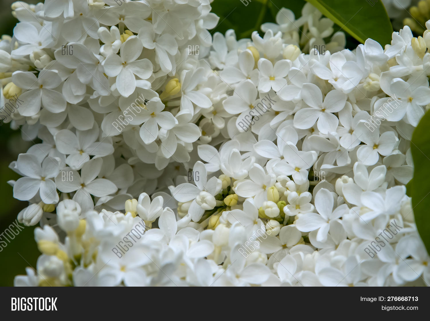 Blooming Lilac Bush Image & Photo (Free Trial) | Bigstock