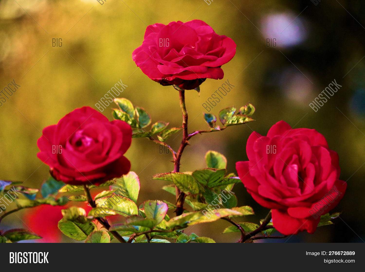 Rose Plant Fresh Red Image & Photo (Free Trial) | Bigstock