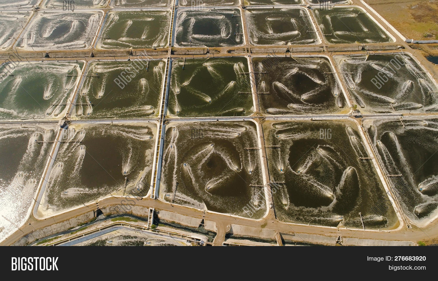 Shrimp Farm, Prawn Image & Photo (Free Trial) | Bigstock