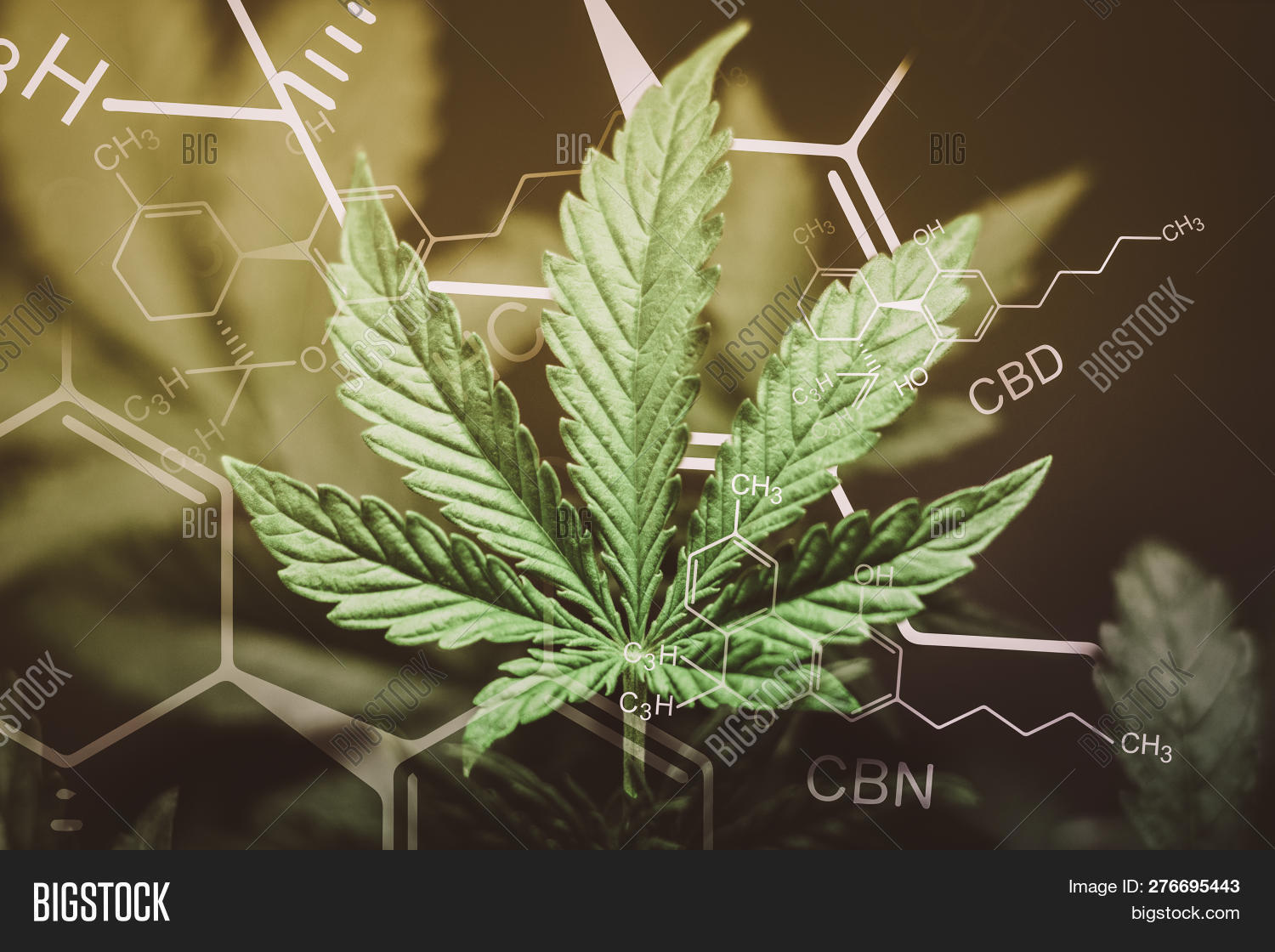 Beautiful Sheet Image & Photo (Free Trial) | Bigstock