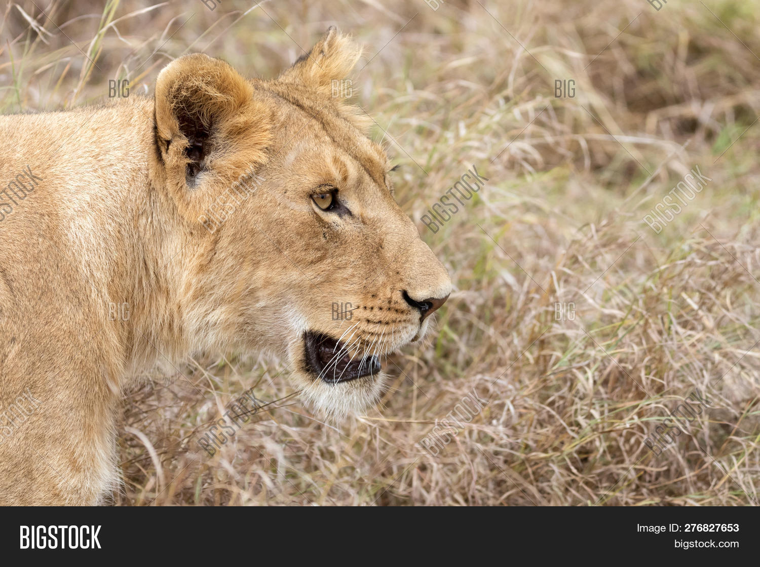 Adult Lioness Image & Photo (Free Trial) | Bigstock