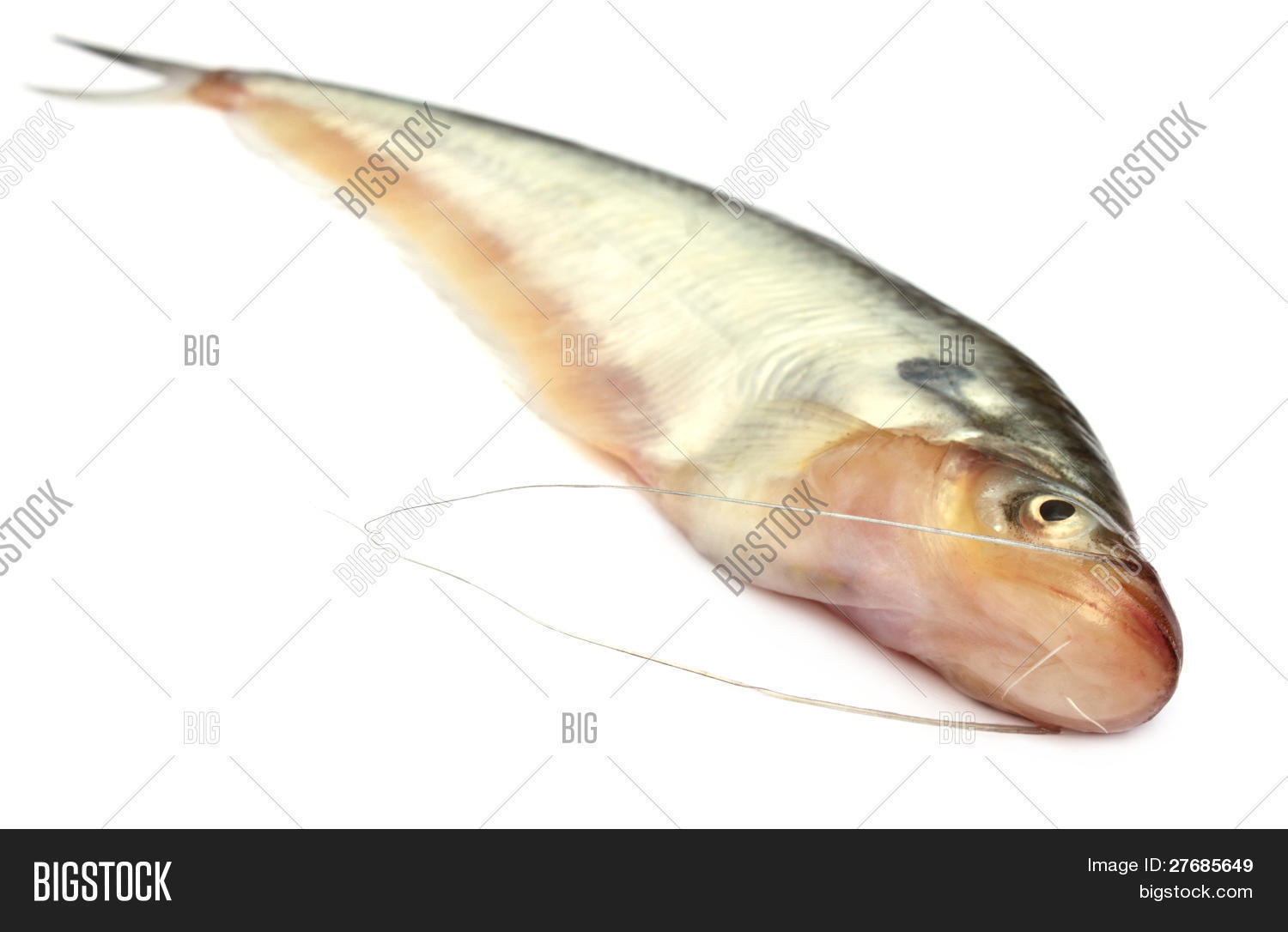 Fresh Water Pabda Fish Image & Photo (Free Trial) | Bigstock