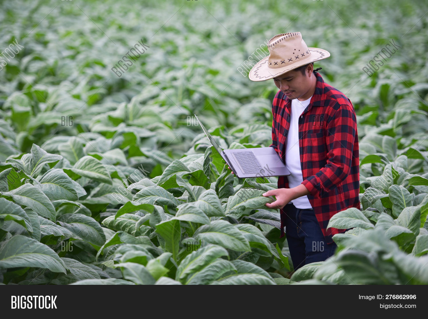 Tobacco Farming Using Image & Photo (Free Trial) | Bigstock