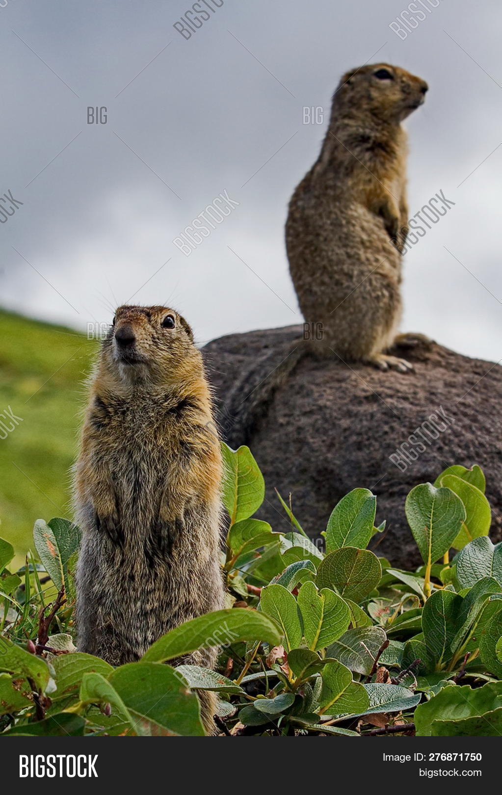 Groundhogs (marmota Image & Photo (Free Trial) | Bigstock