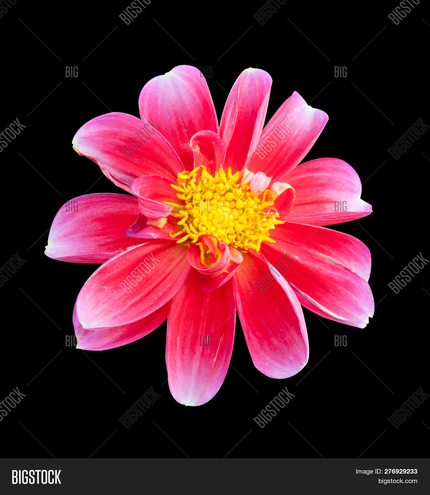 Mona Lisa Flower Pink Image & Photo (Free Trial) | Bigstock