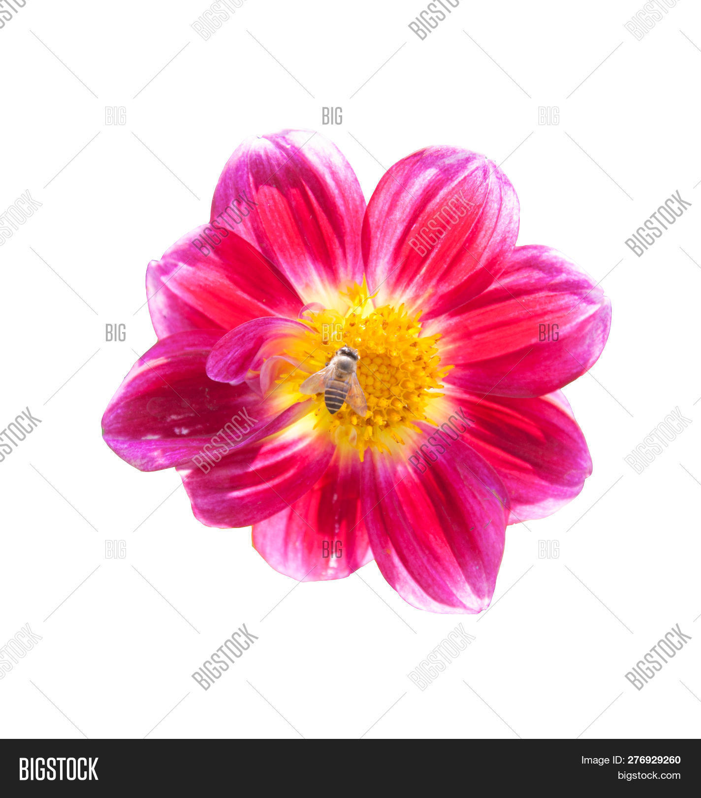 Mona Lisa Flower Pink Image & Photo (Free Trial) | Bigstock
