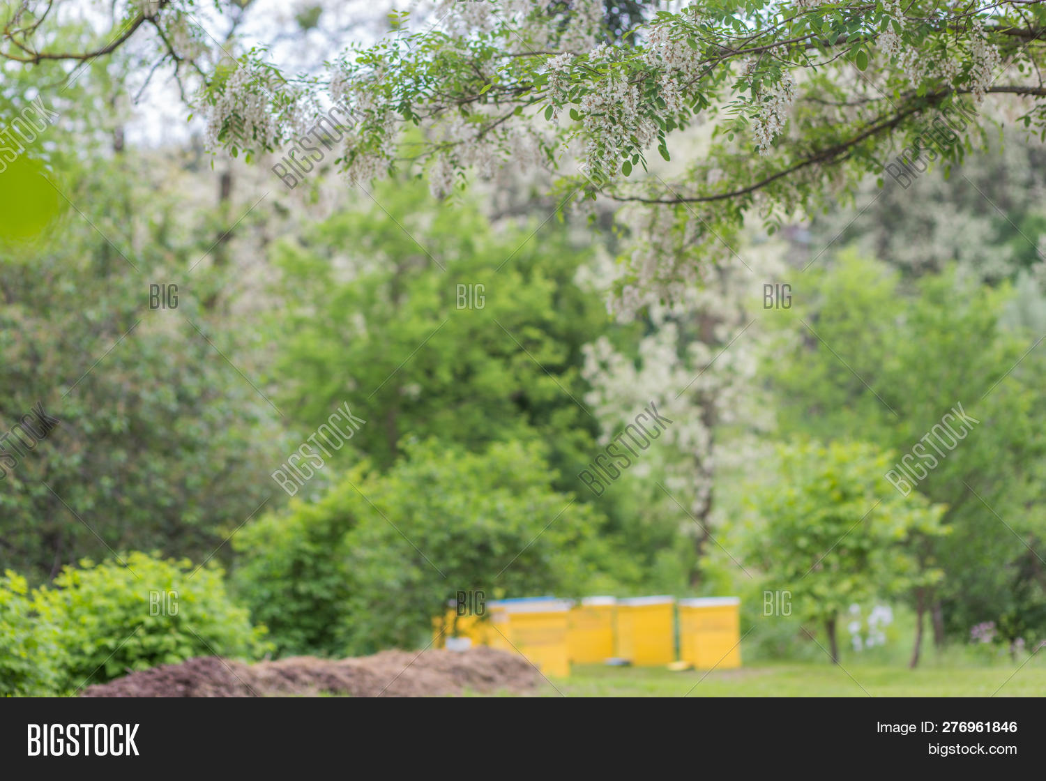 Yellow Hives On Apiary Image & Photo (Free Trial) | Bigstock