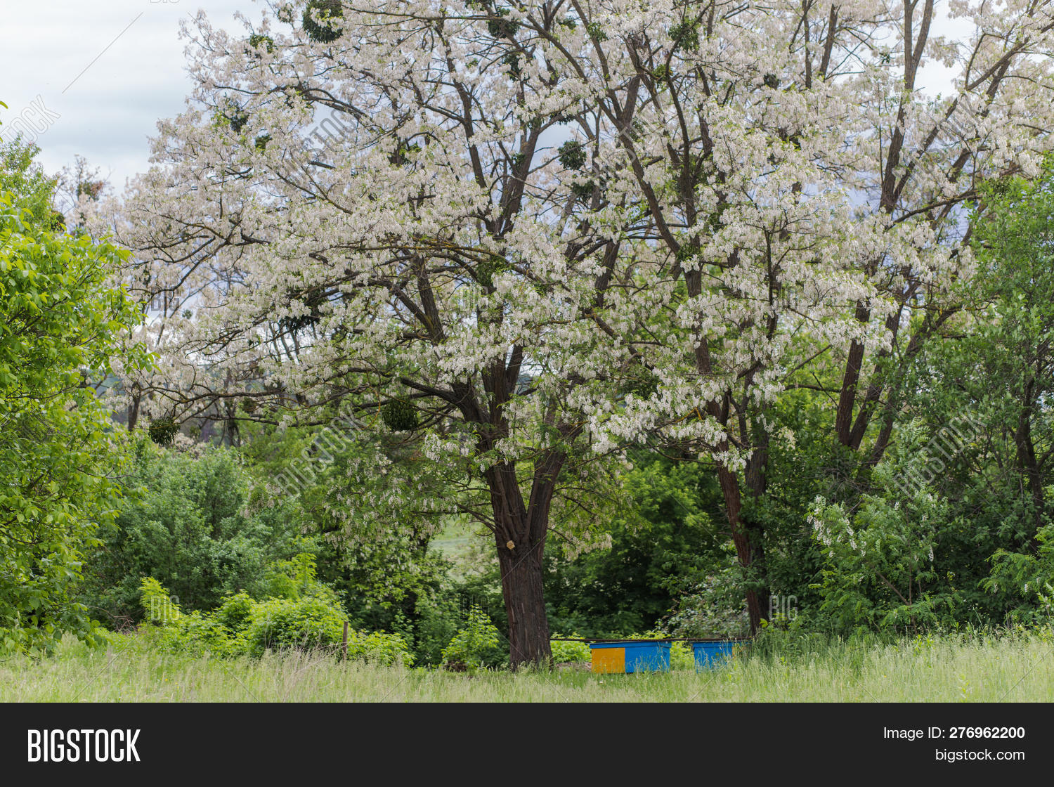 Yellow Hives On Apiary Image & Photo (Free Trial) | Bigstock