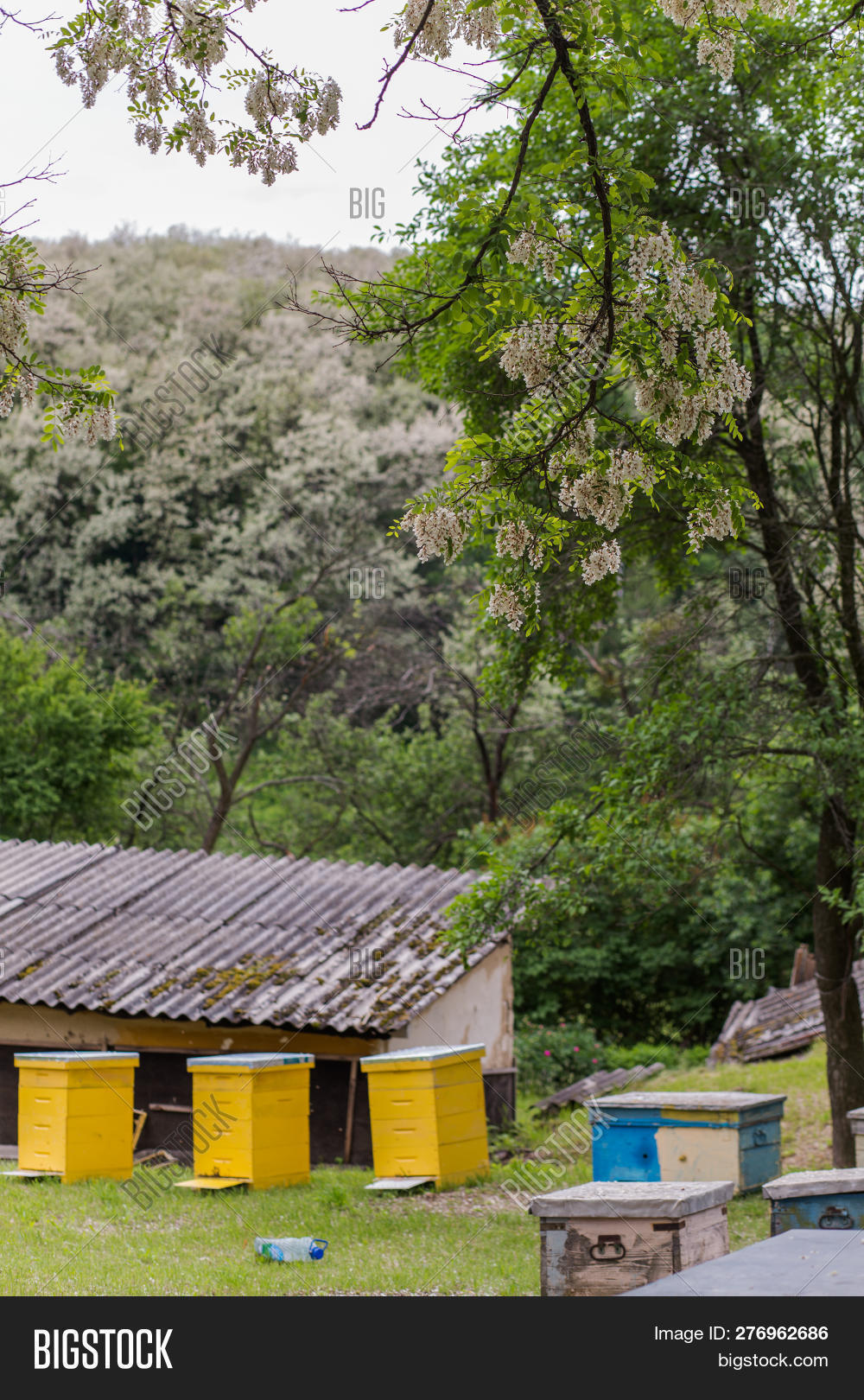 Yellow Hives On Apiary Image & Photo (Free Trial) | Bigstock