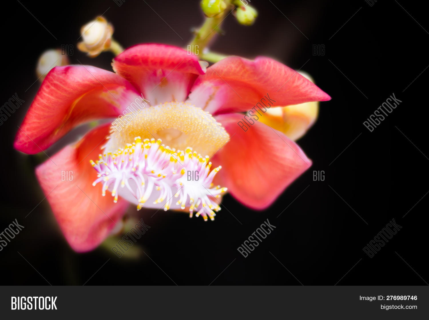 Sal Flowers, Image & Photo (Free Trial) | Bigstock