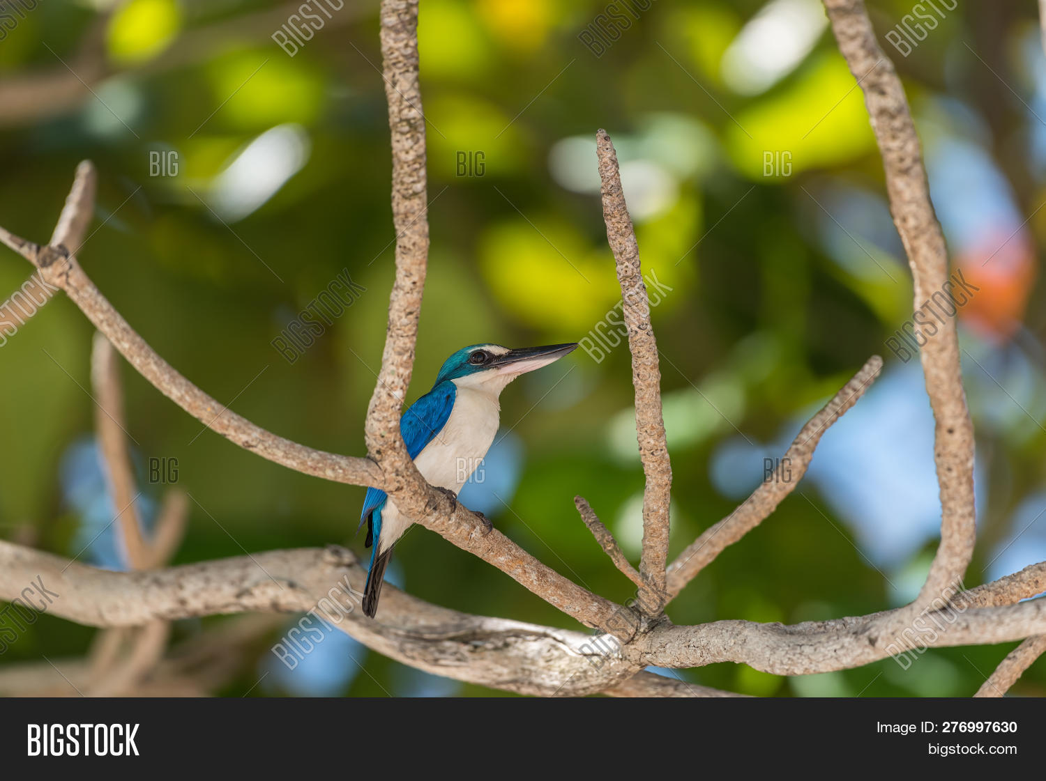 Bird (white-collared Image & Photo (Free Trial) | Bigstock