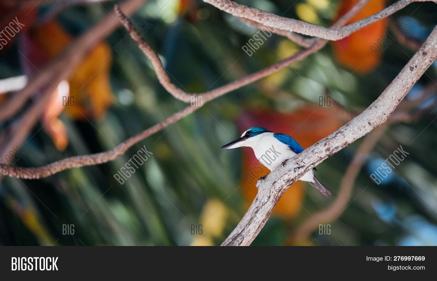 Bird (white-collared Image & Photo (Free Trial) | Bigstock
