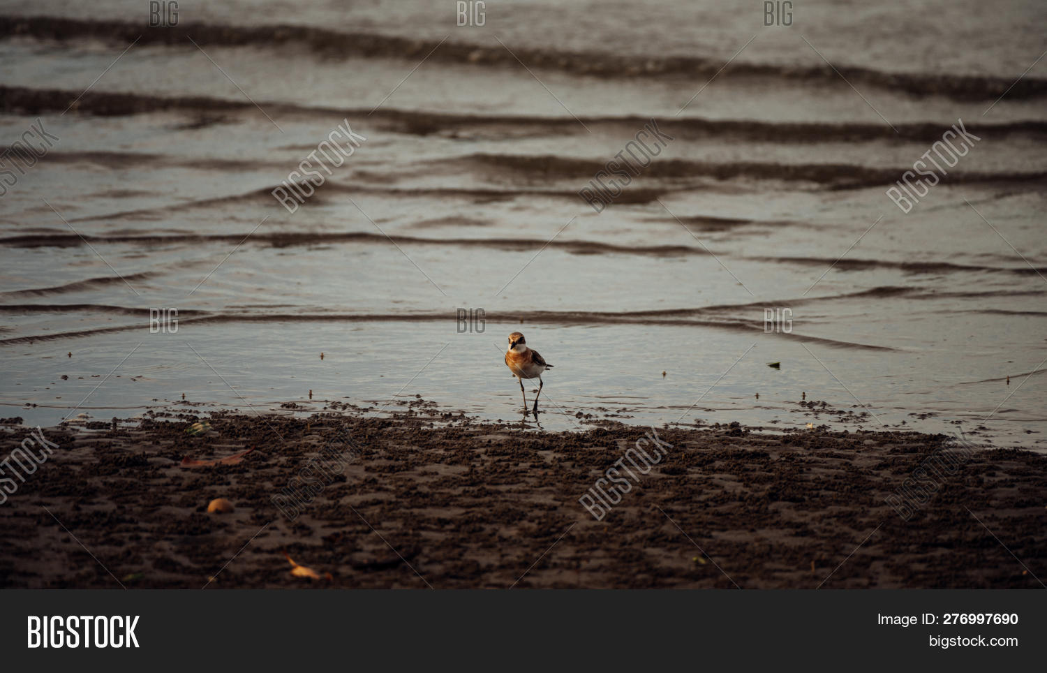 Bird (greater Sand Image & Photo (Free Trial) | Bigstock