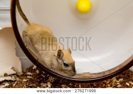 Gerbils Cutest Animals Image & Photo (Free Trial) | Bigstock