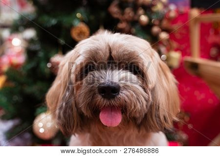 Close Face Shizhu Dog Image & Photo (Free Trial) | Bigstock