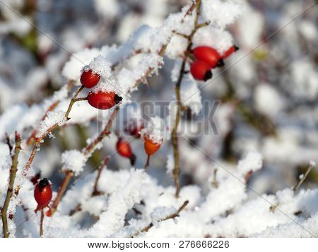 Snow Covered Red Image & Photo (Free Trial) | Bigstock