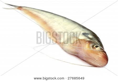 Fresh Water Pabda Fish Image & Photo (Free Trial) | Bigstock