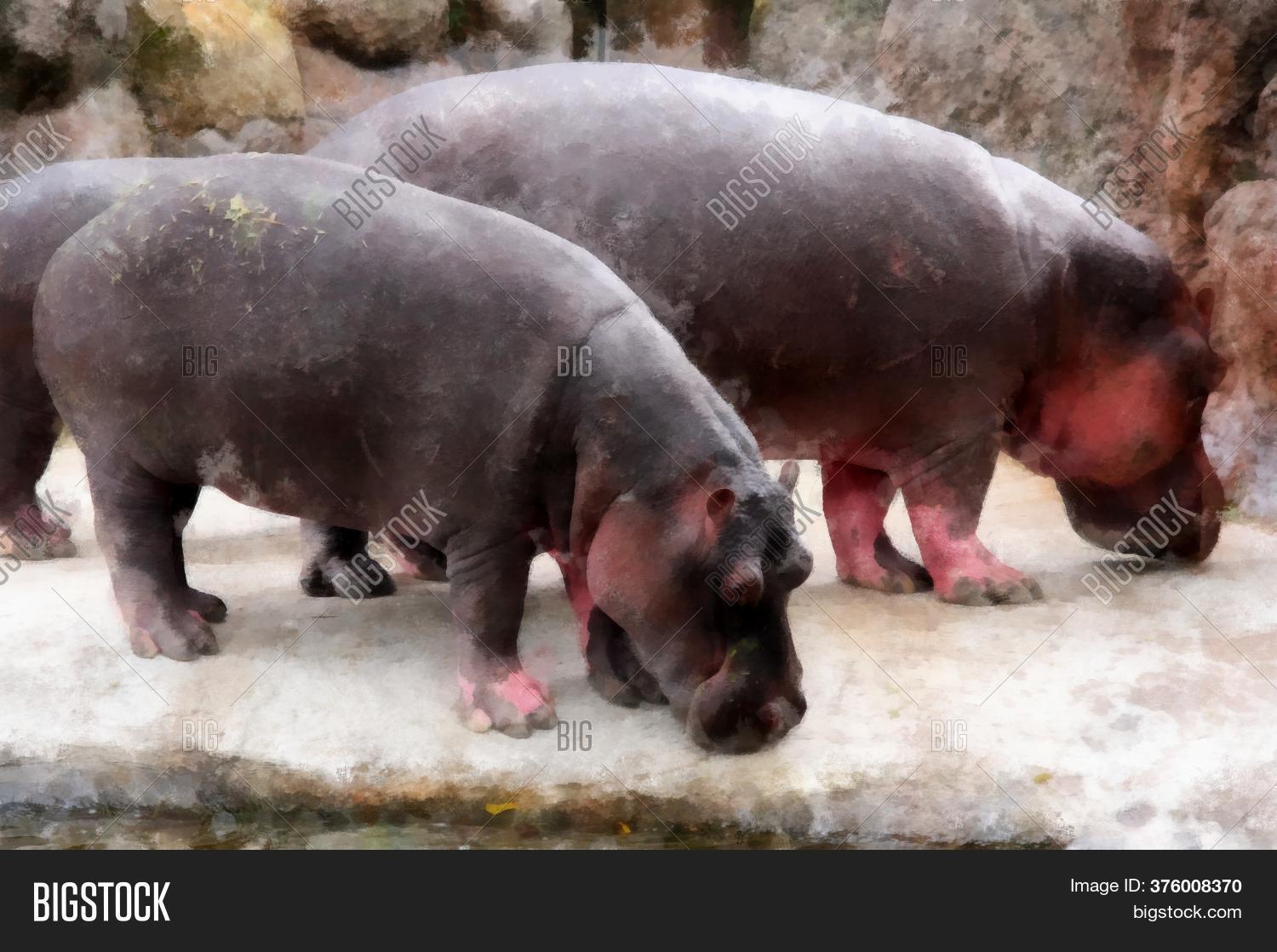 Pair Pink Hippos Image & Photo (Free Trial) | Bigstock