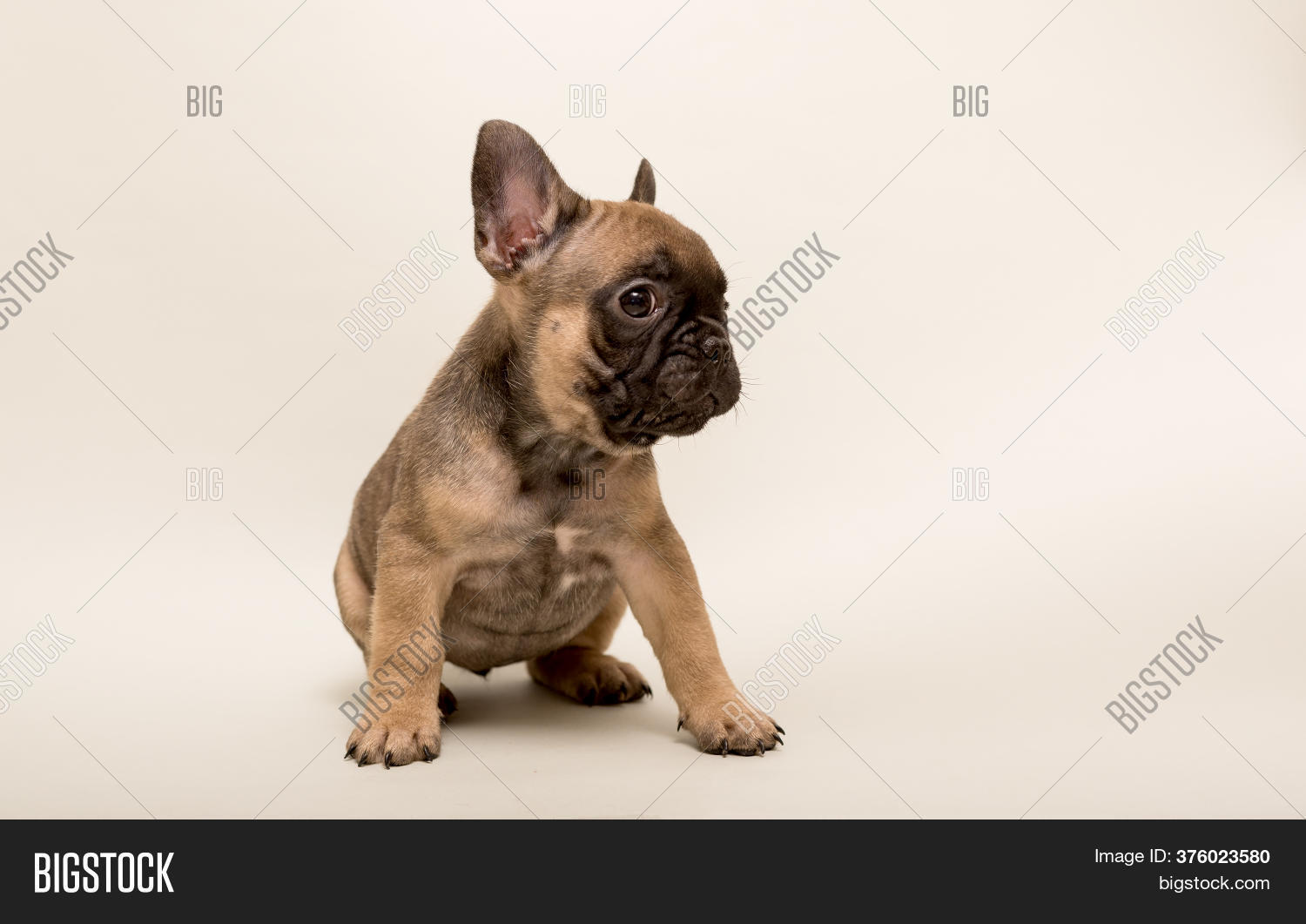 Adorable French Image & Photo (Free Trial) | Bigstock