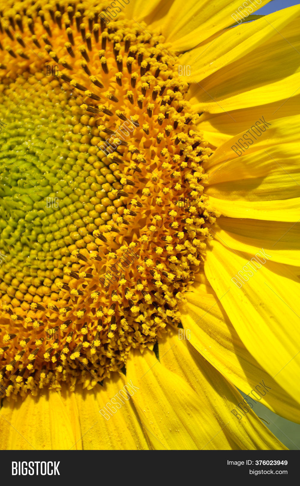Sunflower Natural Image & Photo (Free Trial) | Bigstock