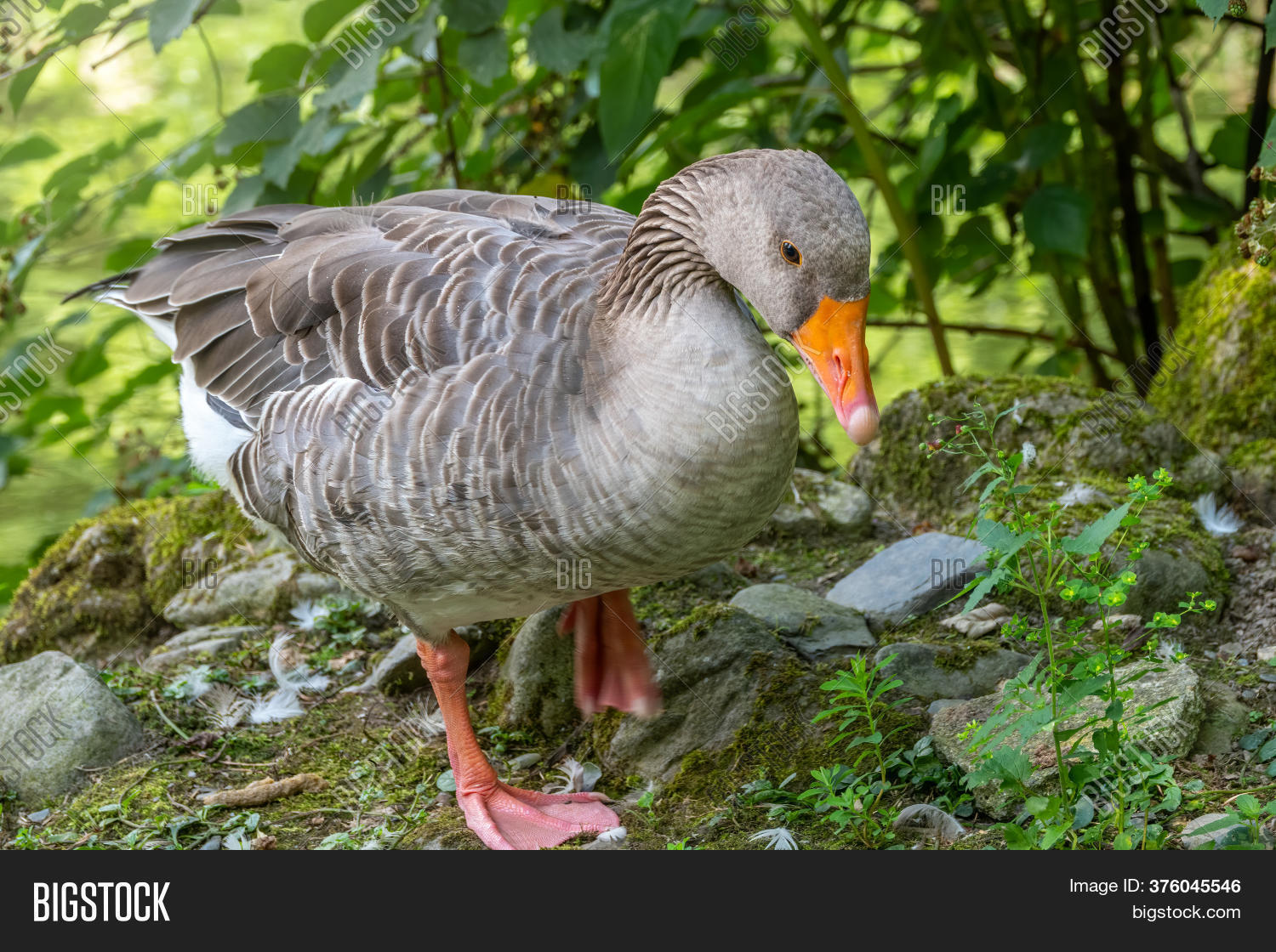 Wild Greylag Goose Image & Photo (Free Trial) | Bigstock