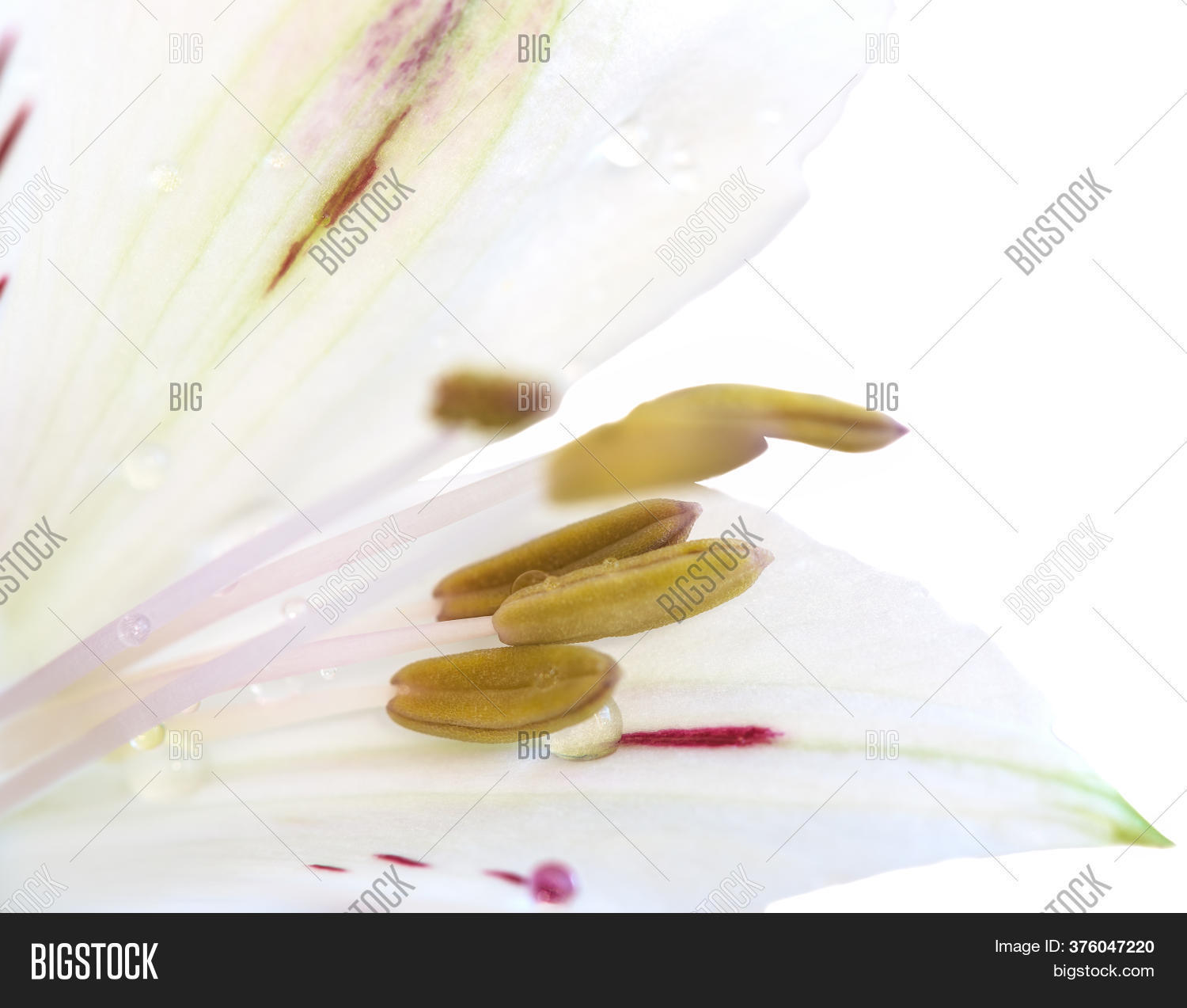 Fragment Flower Image & Photo (Free Trial) | Bigstock